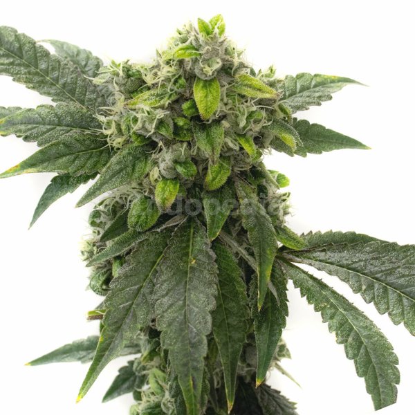 Amnesia Haze Feminized Cannabis Seeds - Indopedia