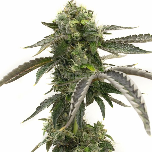 Big Devil Autoflower Cannabis Seeds - Indopedia