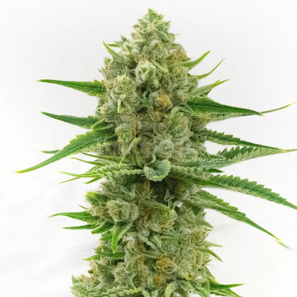Oregon Underdawg Feminized Cannabis Seeds - Indopedia