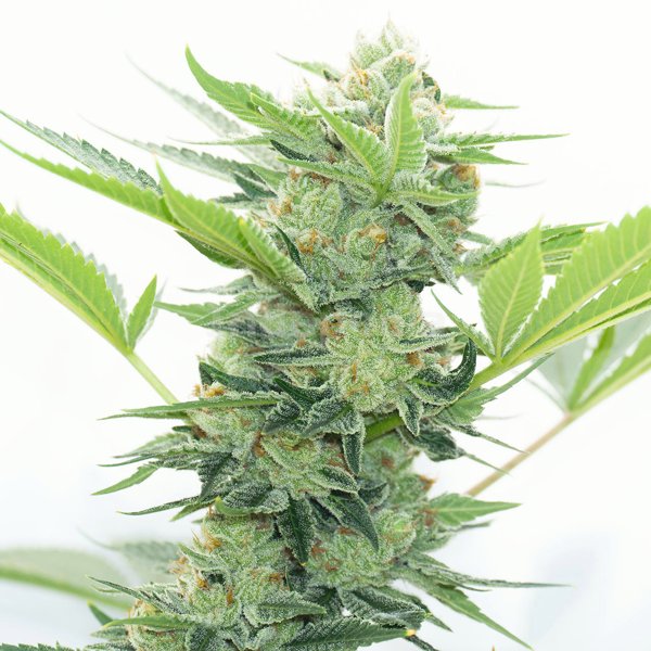 Runtz Autoflower Cannabis Seeds - Indopedia
