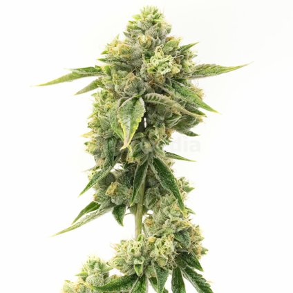 Amnesia Autoflower Cannabis Seeds - Indopedia