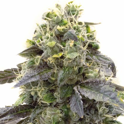 Crystal Feminized Cannabis Seeds - Indopedia