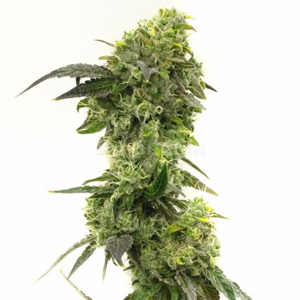 Haze XL Autoflower Cannabis Seeds - Indopedia